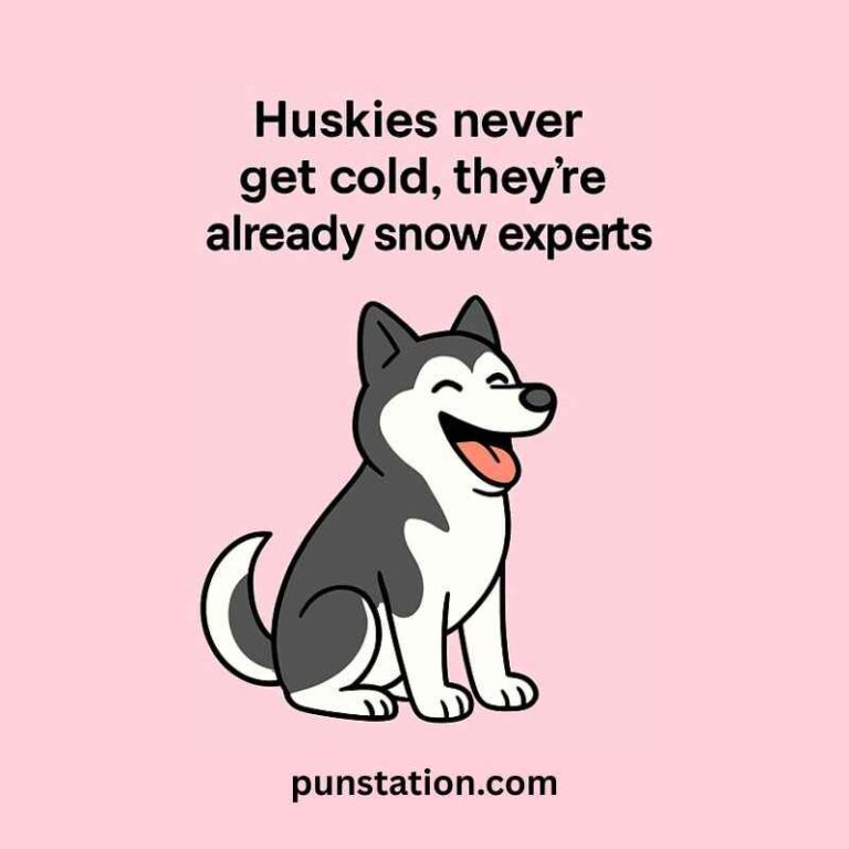 280+ Husky Puns and Jokes That’ll Make You Howl